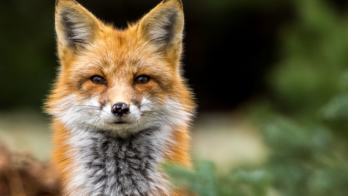 Kungang Ambotaba Nora | North American Association for Environmental Education